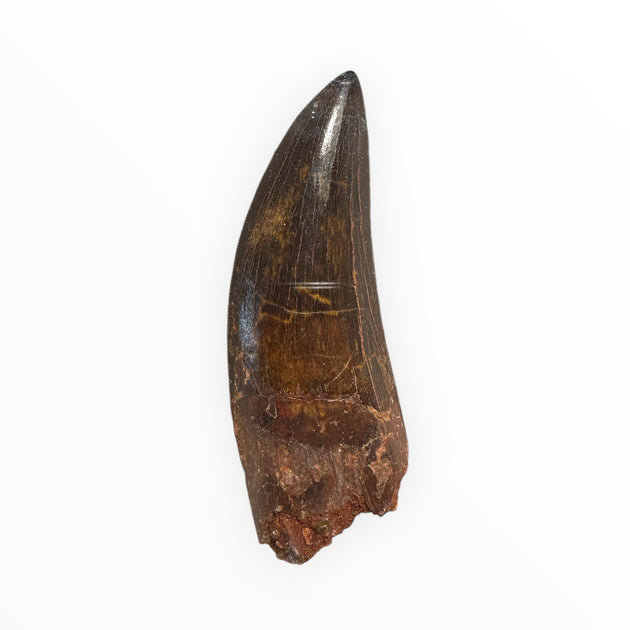 Fossil Teeth – FancyFossils