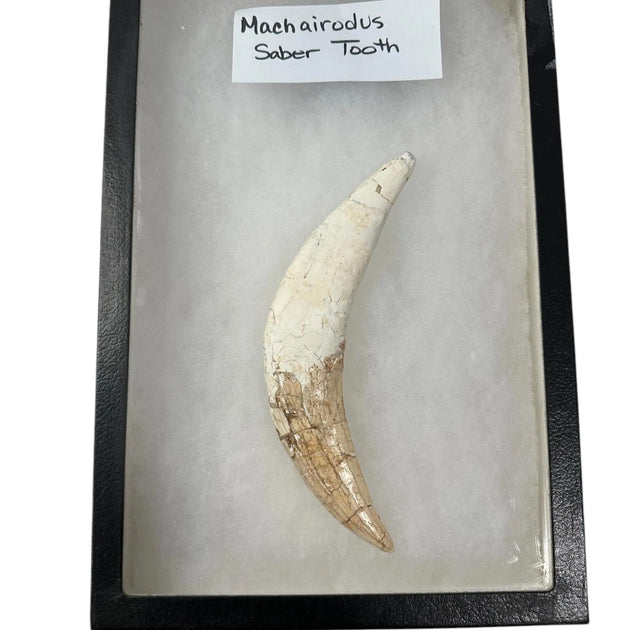 Machairodus Saber Tooth Cat Saber Tooth - Miocene Era- Eurasia with Di ...