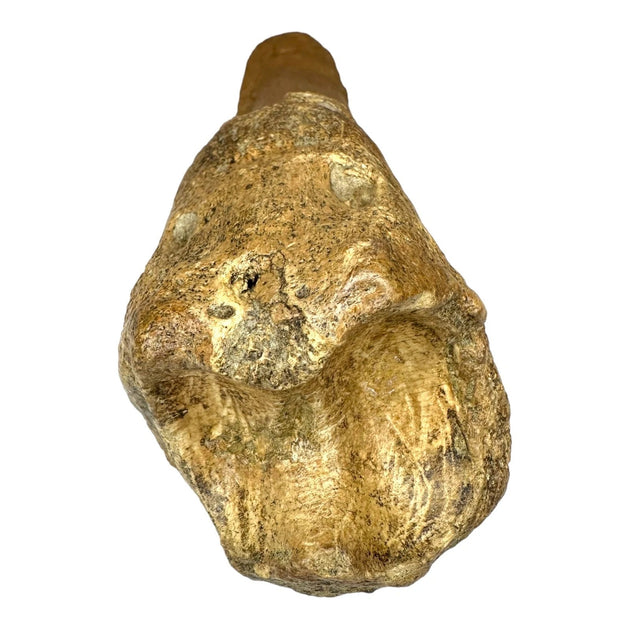 Giant Sloth (Mylodon) Fossil Claw - Chile - Pleistocene Era – FancyFossils