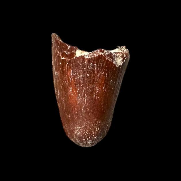 Reptile Fossils – FancyFossils
