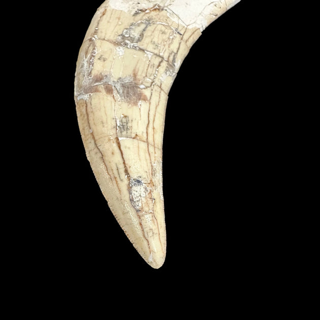 6" Machairodus Saber Tooth Cat Saber Tooth - Miocene Era- Eurasia ...