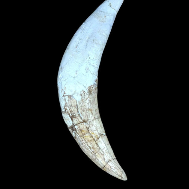 Machairodus Saber Tooth Cat Saber Tooth - Miocene Era- Eurasia with Di ...