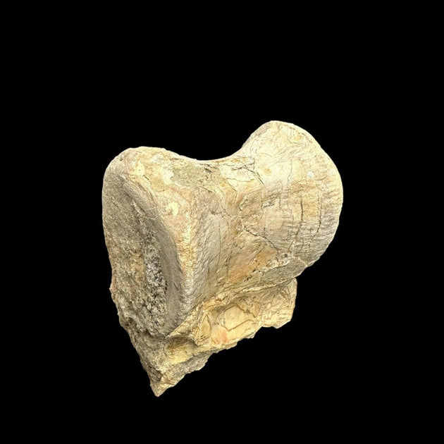 Dinosaur Fossils – FancyFossils