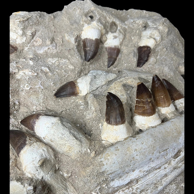 Mosasaur Jaw Specimen 18 Teeth Morocco – FancyFossils