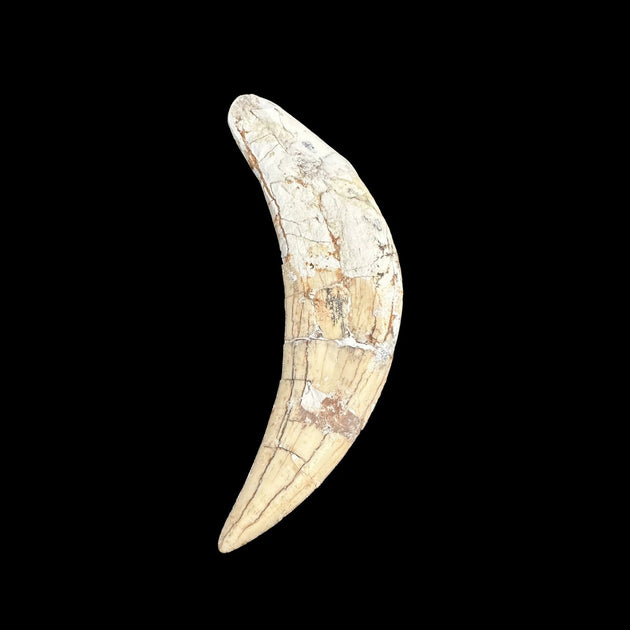 Mammal Fossils – FancyFossils