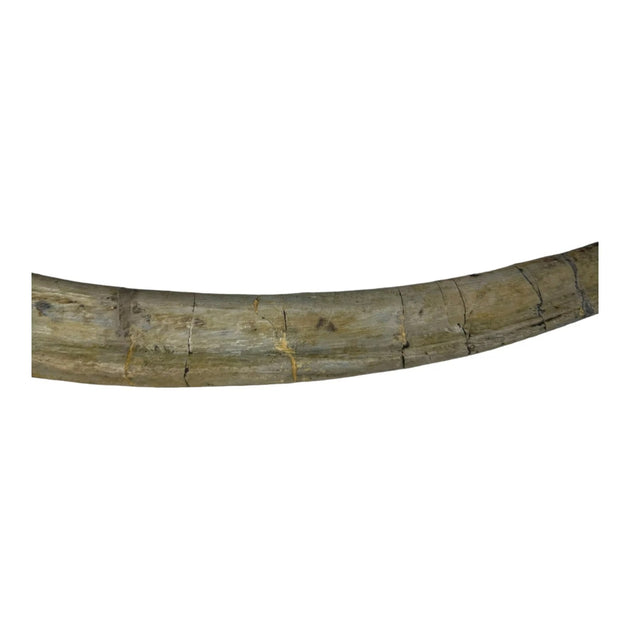 Allosaurus Fragilis Fossil Rib - Jurassic Age- Blanding, Utah, USA ...