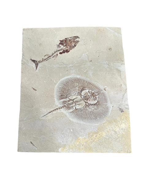 Fish Fossils – FancyFossils