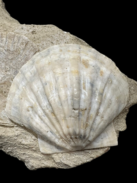 Fossil Pectins (Clamyas Latissima) Bordeaux France Miocene Era ...