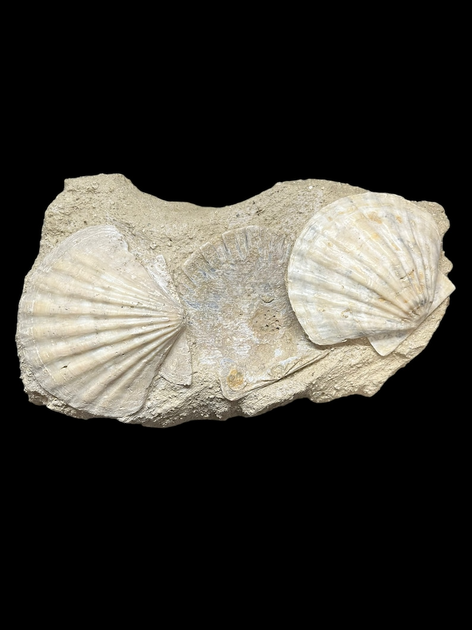 Marine Fossils – FancyFossils