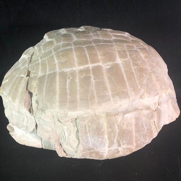 Reptile Fossils – FancyFossils