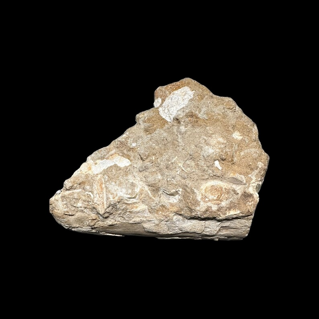 Mosasaur Jaw Specimen 2 Teeth Morocco – FancyFossils