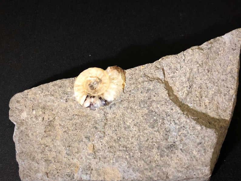 All – FancyFossils